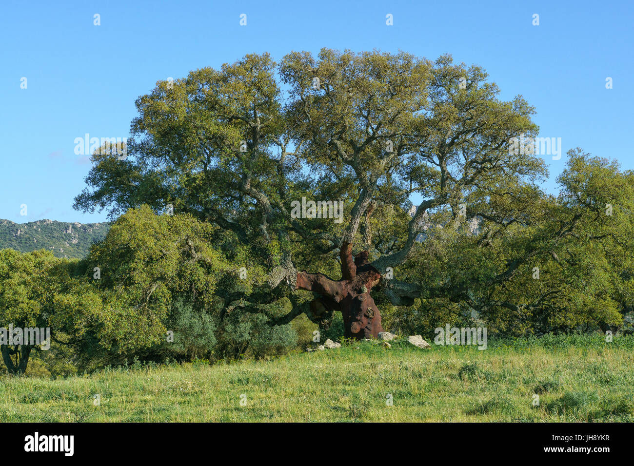 Cork oak tree Stock Photo - Alamy