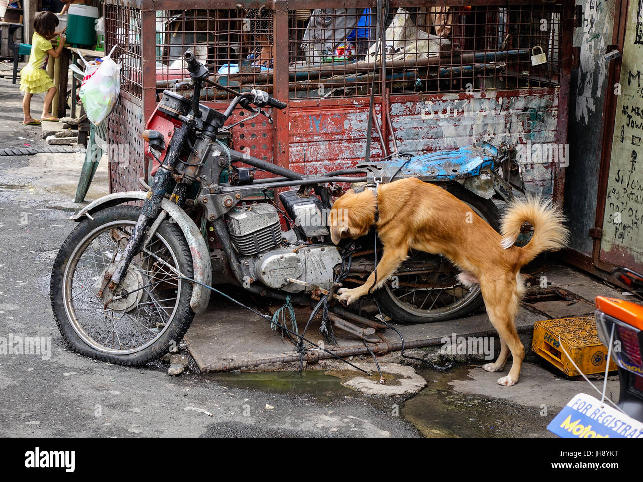 Manila pet hi-res stock photography and images - Alamy