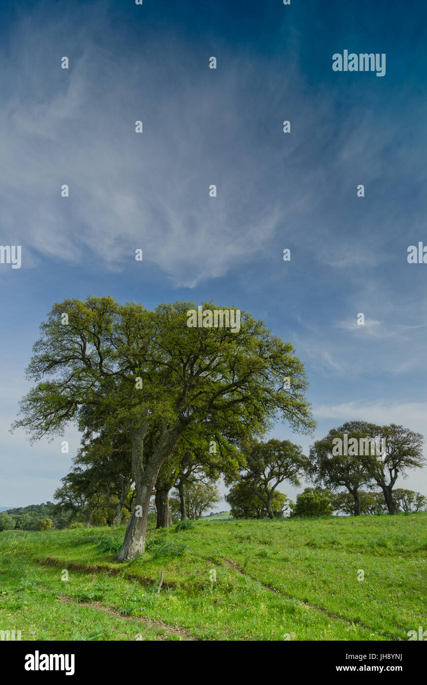Cork oak tree Stock Photo - Alamy