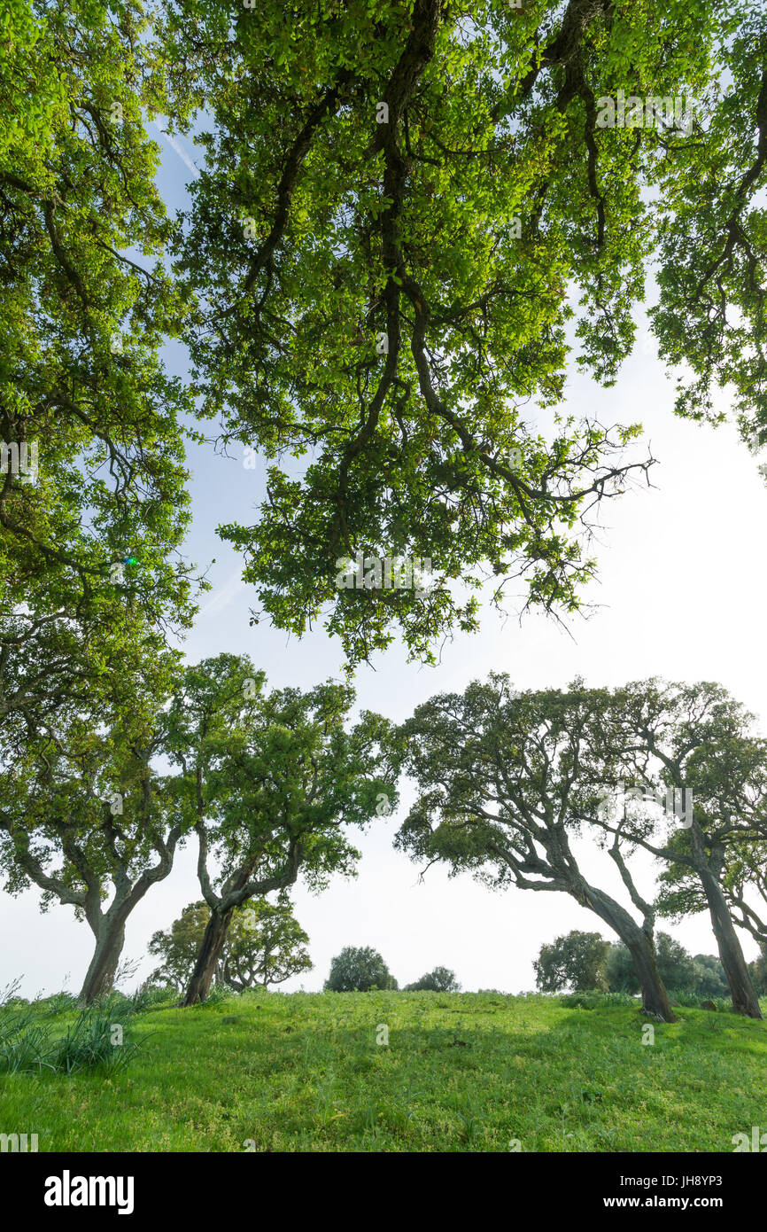 Cork oak tree Stock Photo - Alamy