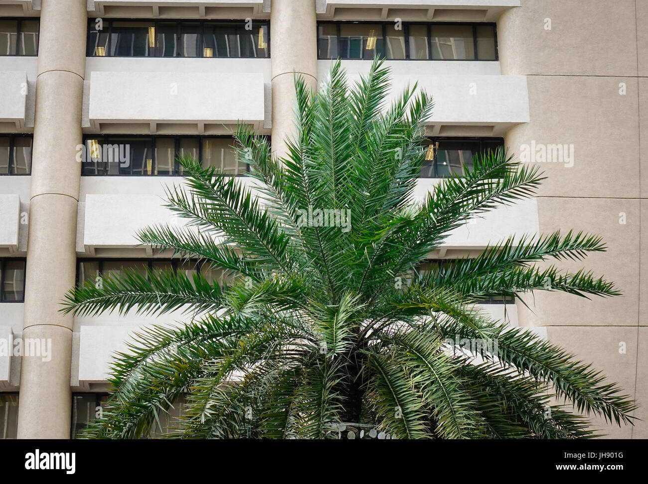 Palm tree planted on street at sunny day in Manila, Philippines Stock ...