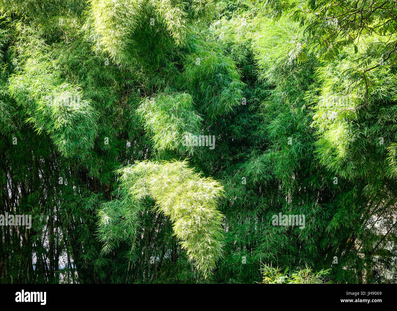 Bamboo forest in philippines hi-res stock photography and images - Alamy