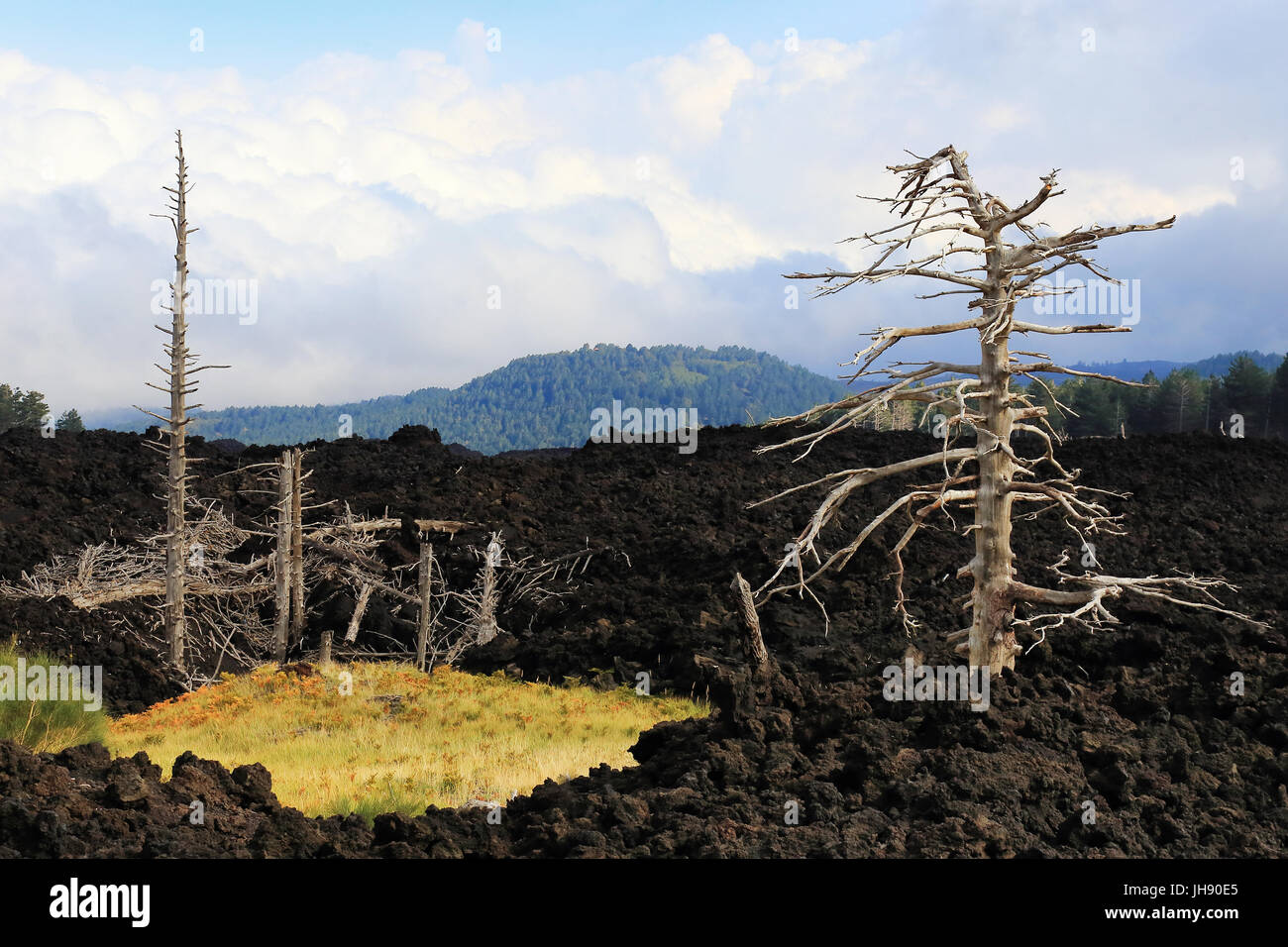 Trees covered in magma, Etna National Park, Sicily, Italy Stock Photo ...