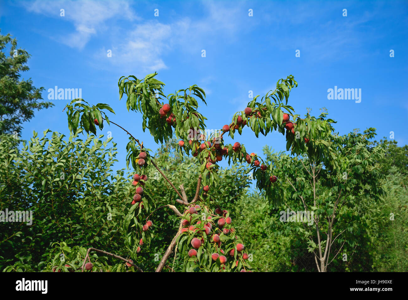 Clingstones hi-res stock photography and images - Alamy