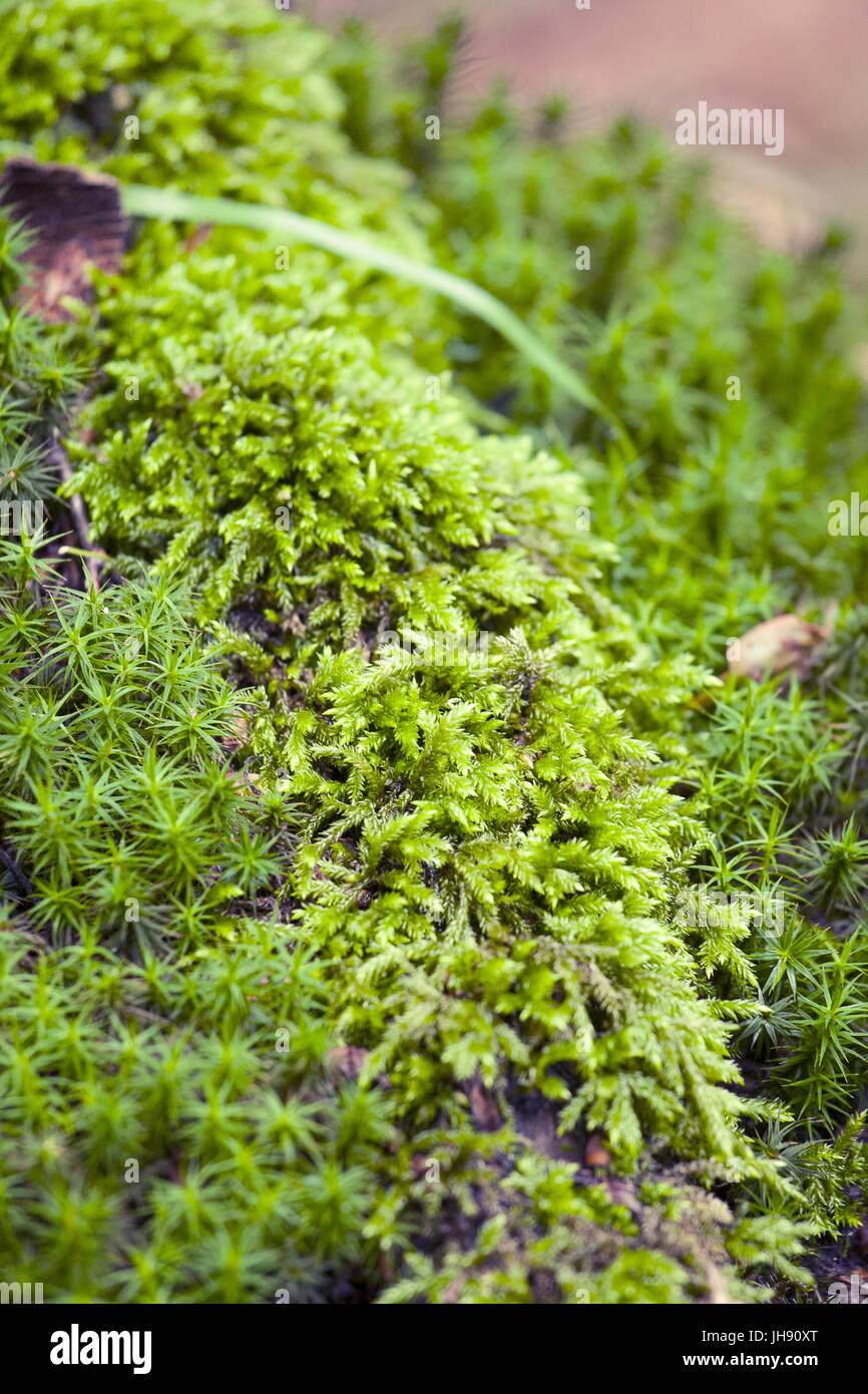 Green forest pattern hi-res stock photography and images - Alamy