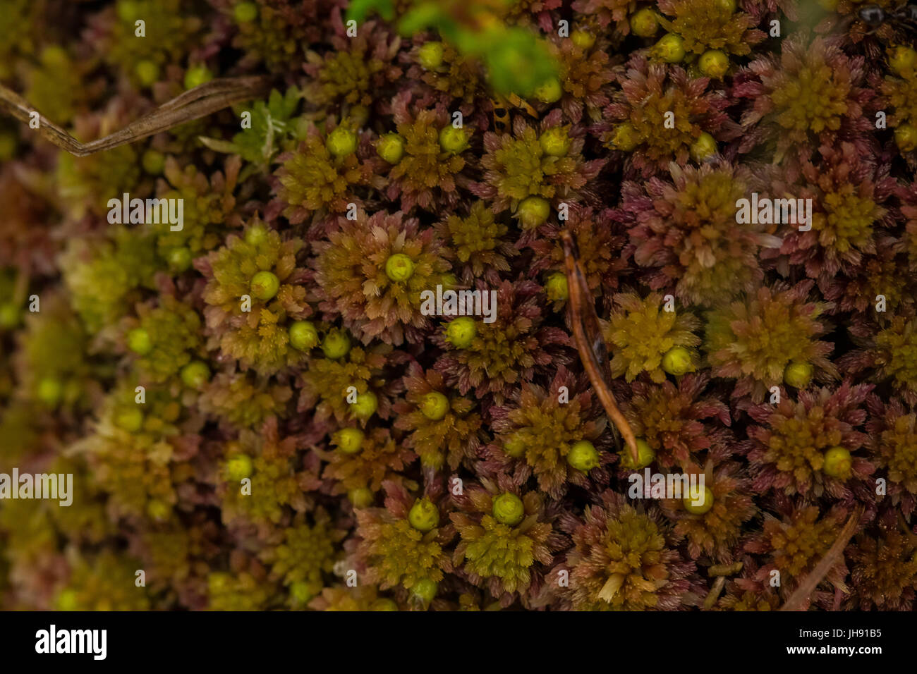 A beautiful, vibrant, fresh moss in the forest after the rain. Shallow ...
