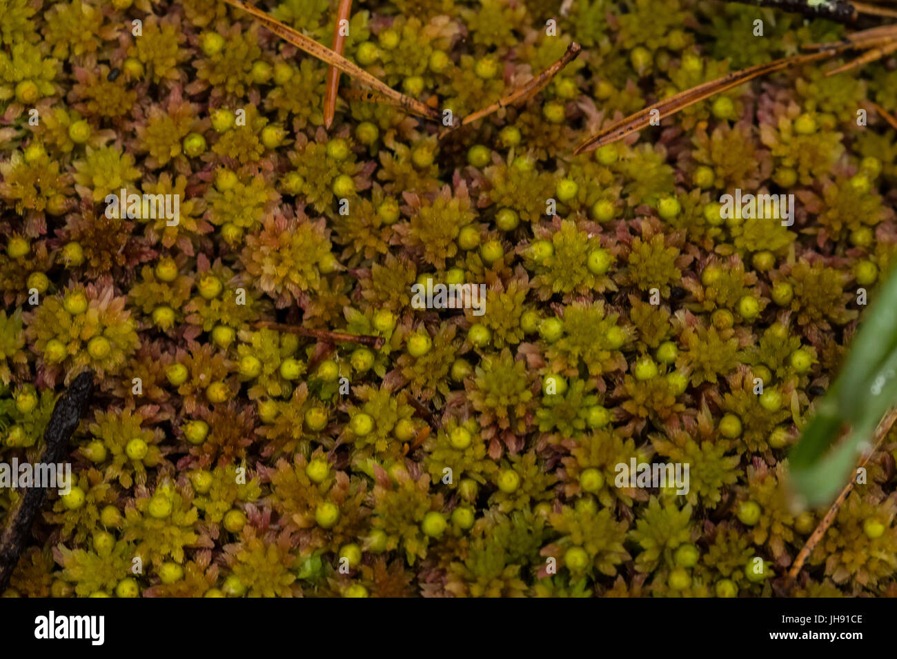 A beautiful, vibrant, fresh moss in the forest after the rain. Shallow ...