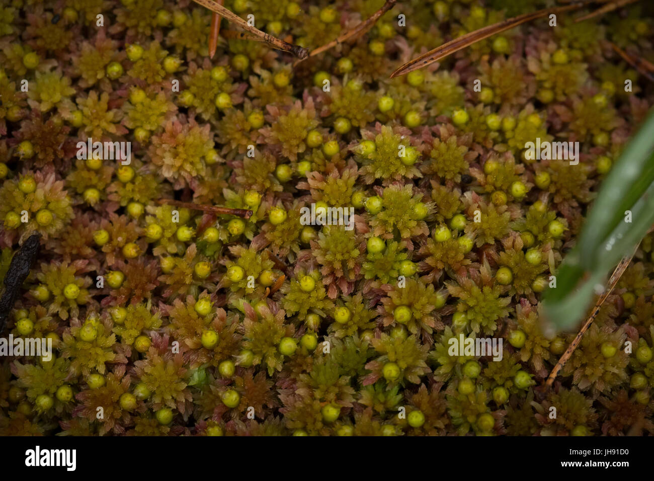 A beautiful, vibrant, fresh moss in the forest after the rain. Shallow ...
