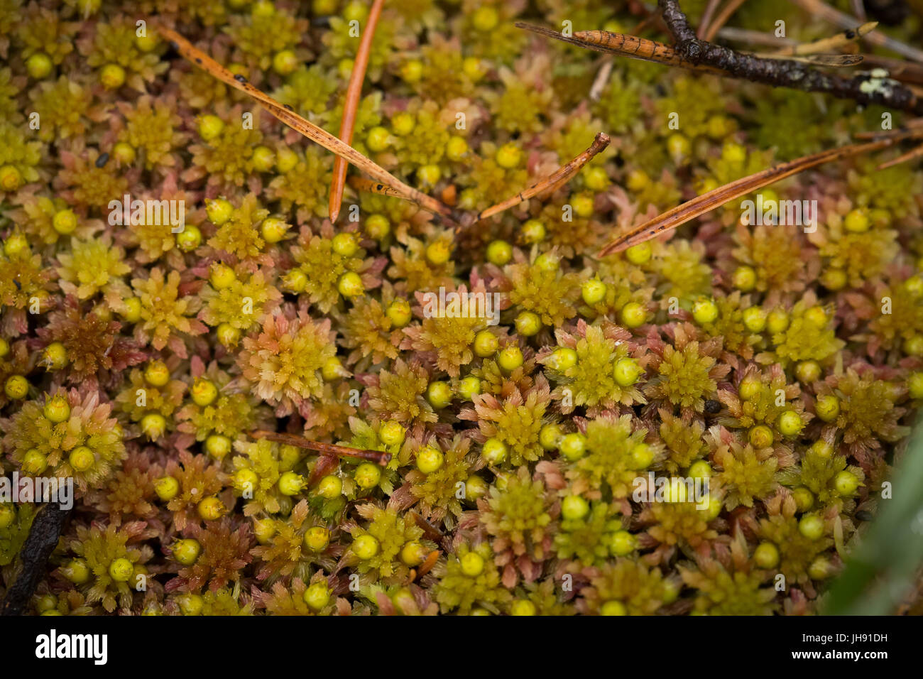 A beautiful, vibrant, fresh moss in the forest after the rain. Shallow ...