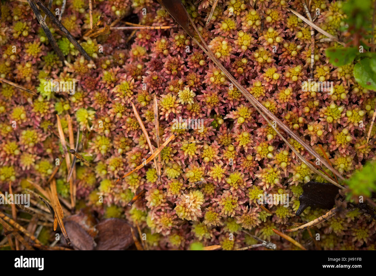 A beautiful, vibrant, fresh moss in the forest after the rain. Shallow ...