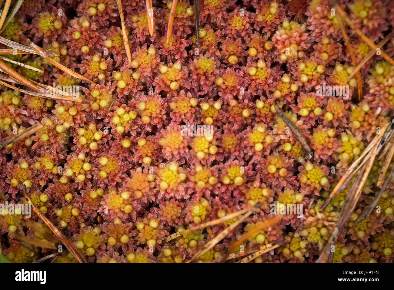 A beautiful, vibrant, fresh moss in the forest after the rain. Shallow ...