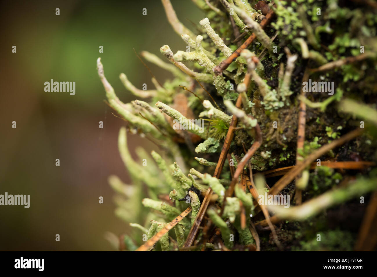 Beautiful lichen in the forest after rain. Shallow depth of field ...