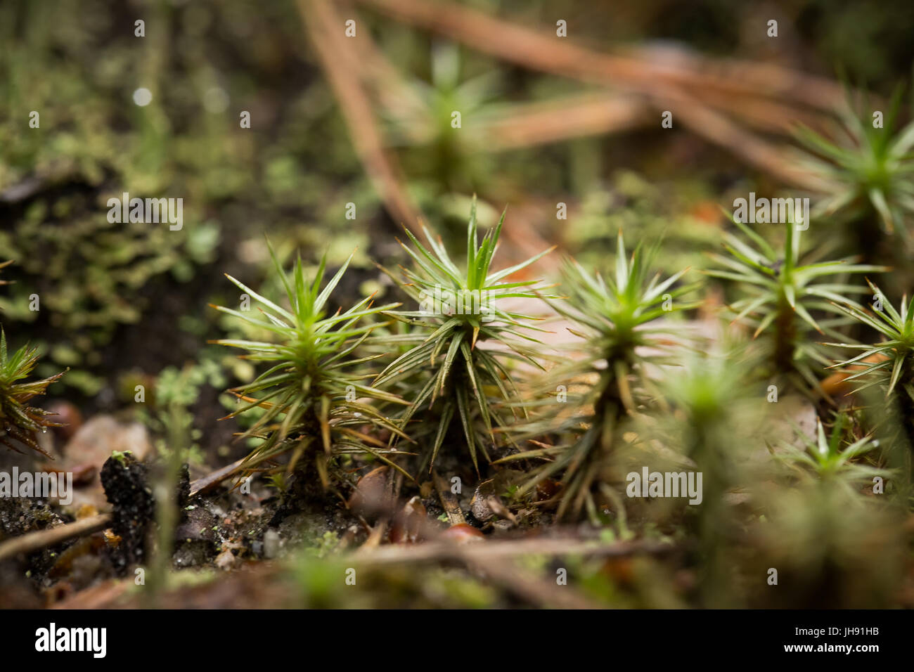 A beautiful, vibrant, fresh moss in the forest after the rain. Shallow ...