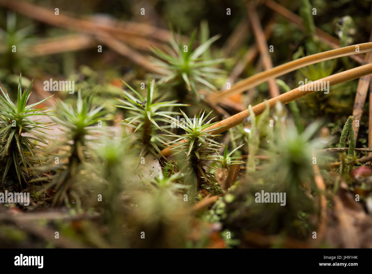 A beautiful, vibrant, fresh moss in the forest after the rain. Shallow ...