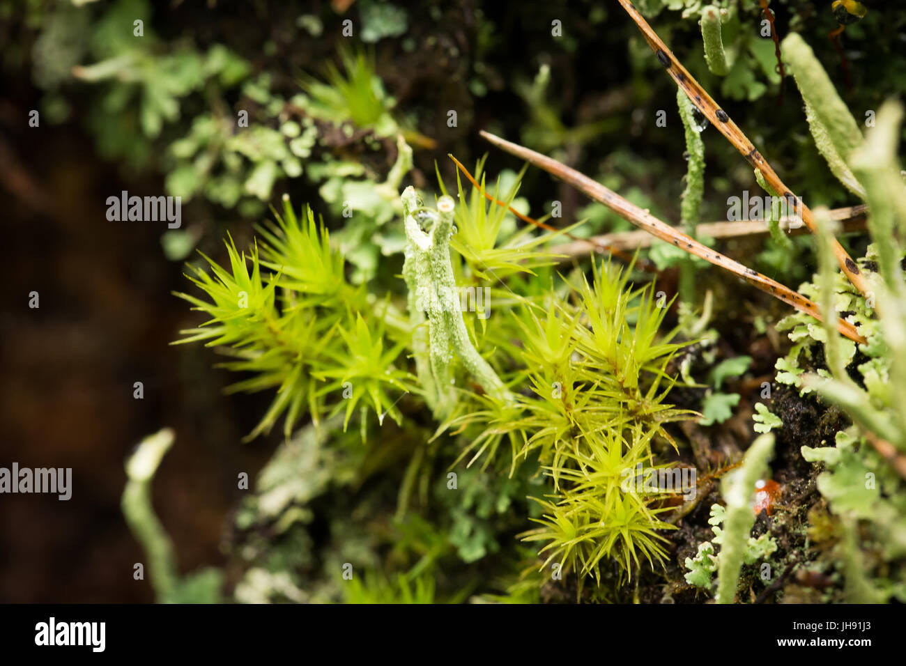 A beautiful, vibrant, fresh moss in the forest after the rain. Shallow ...