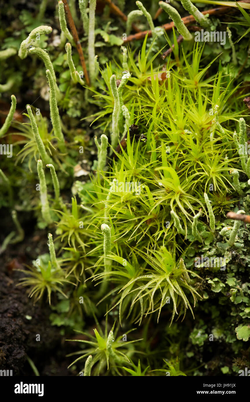 A beautiful, vibrant, fresh moss in the forest after the rain. Shallow ...