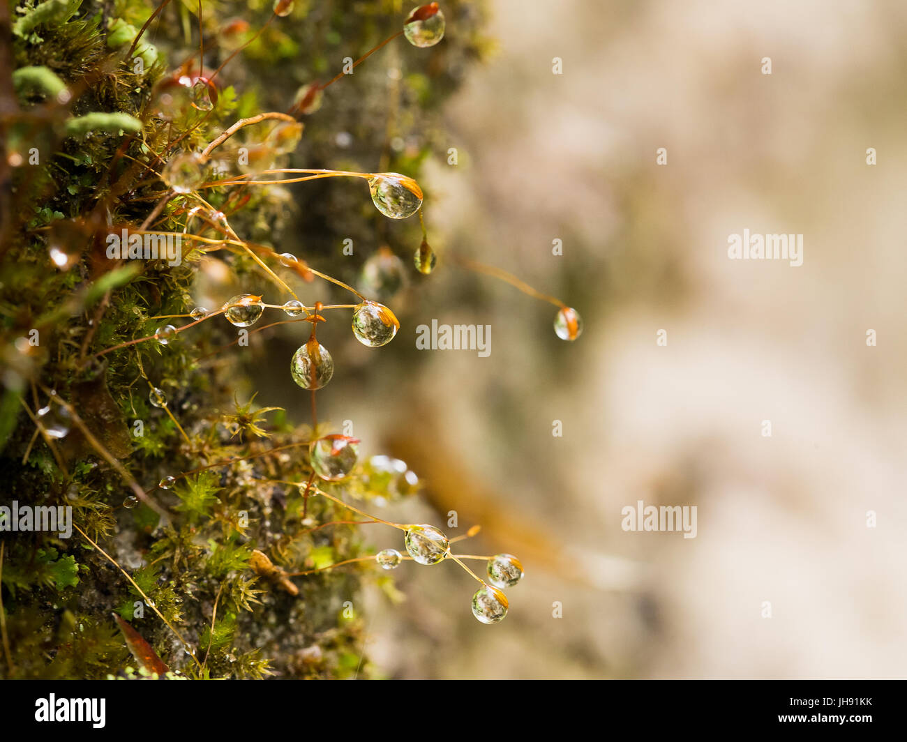 A beautiful, vibrant, fresh moss in the forest after the rain. Shallow ...