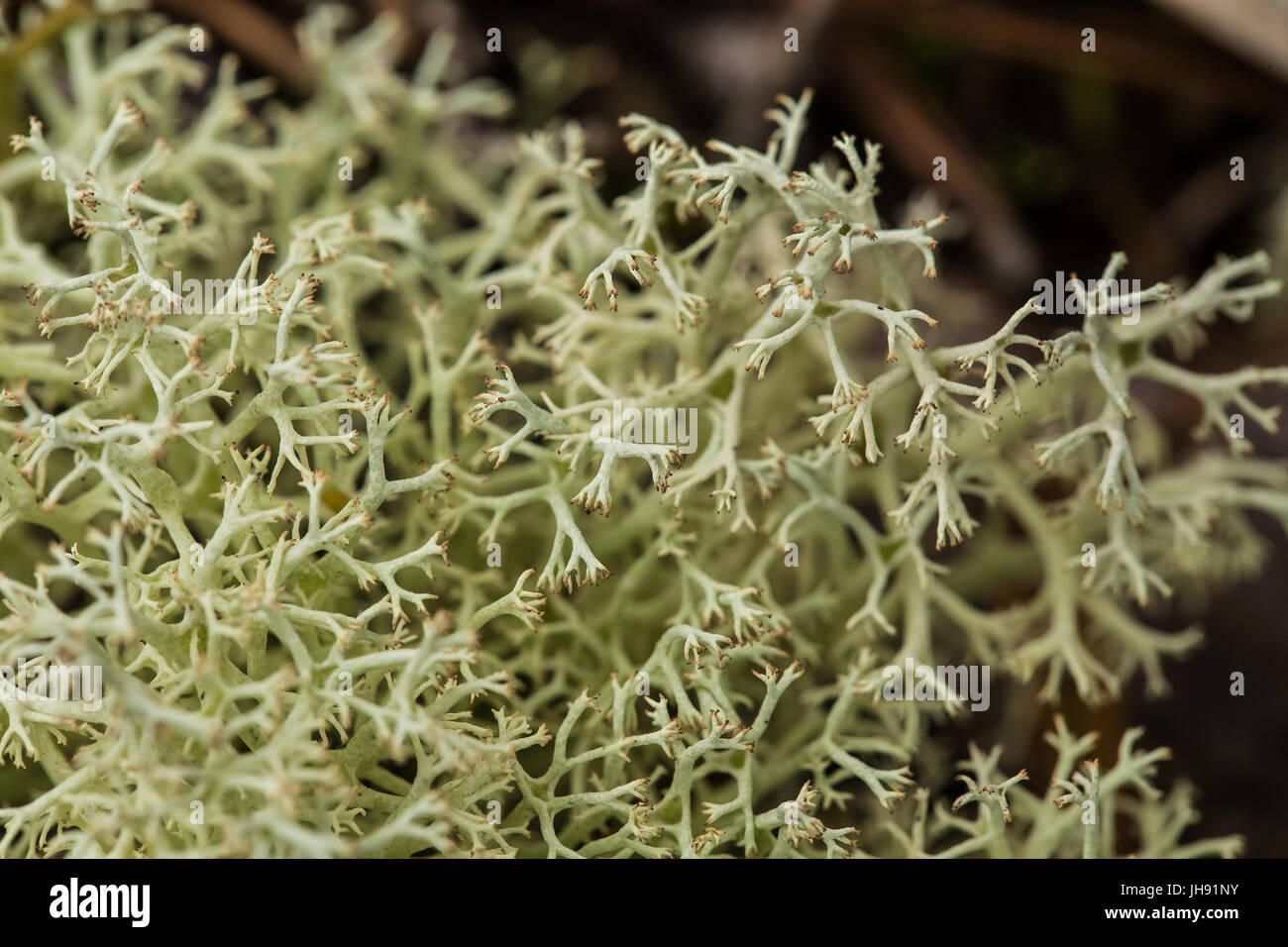 Beautiful lichen in the forest after rain. Shallow depth of field ...