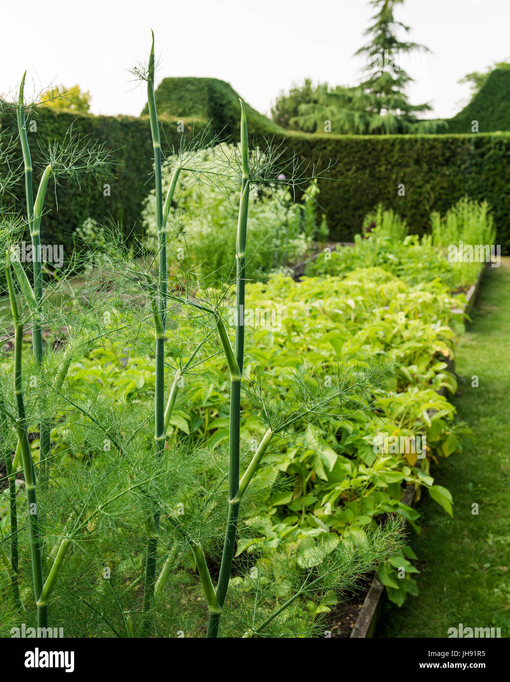 Vegetable garden by hedge Stock Photo - Alamy