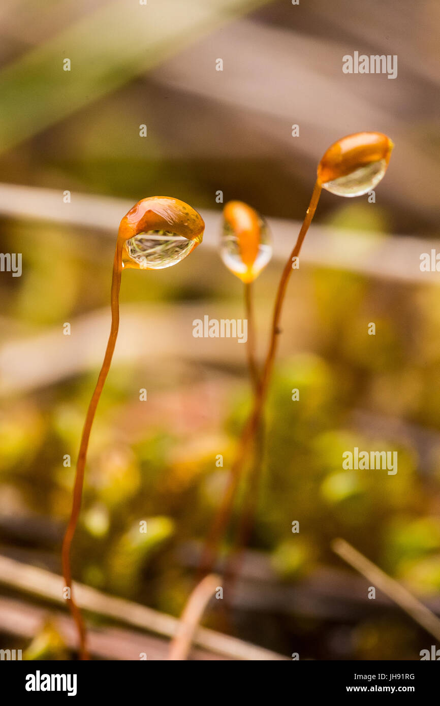 A beautiful, vibrant, fresh moss in the forest after the rain. Shallow ...