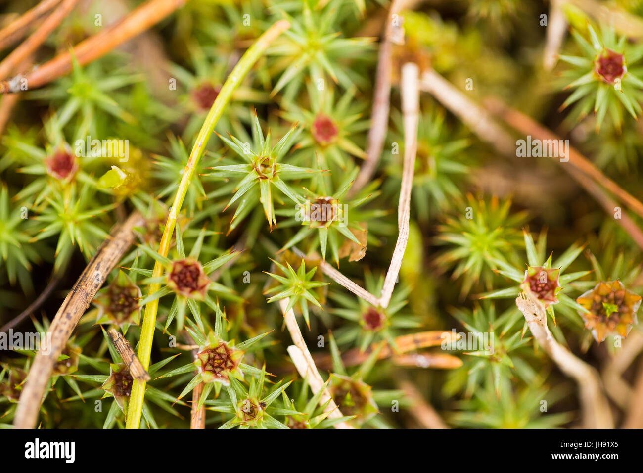 A beautiful, vibrant, fresh moss in the forest after the rain. Shallow ...