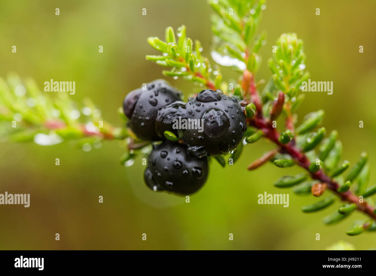 Beautiful ripe crowberries in a summer forest after the rain. Shallow ...