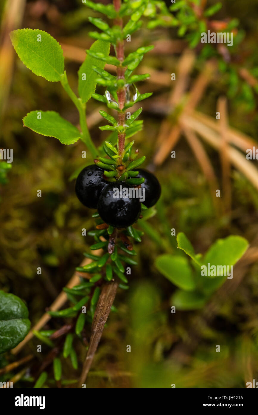Beautiful ripe crowberries in a summer forest after the rain. Shallow ...