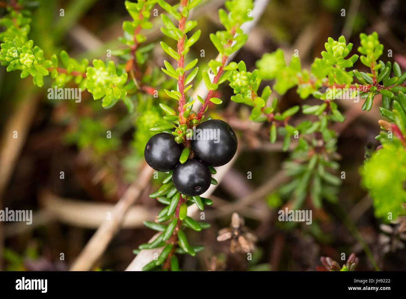 Beautiful ripe crowberries in a summer forest after the rain. Shallow ...