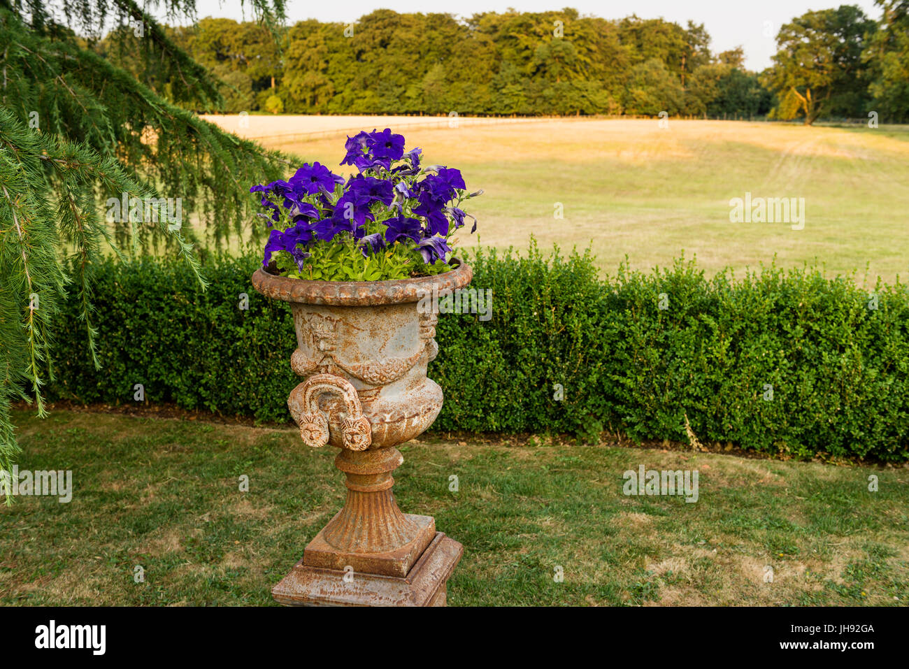 Flower pot by hedge Stock Photo - Alamy