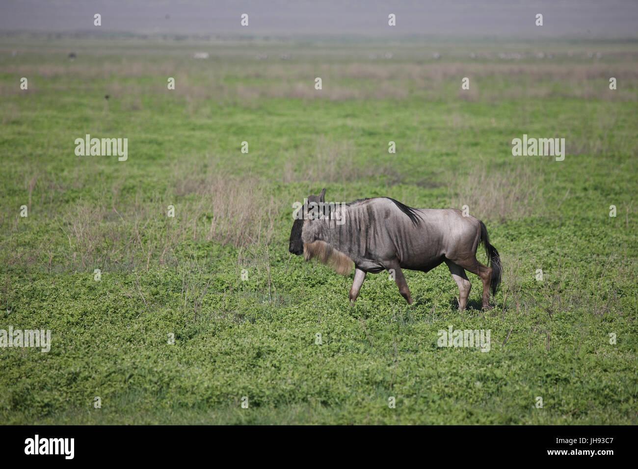 Wildebeest Wild Antelope Gnu in African Botswana savannah Stock Photo ...