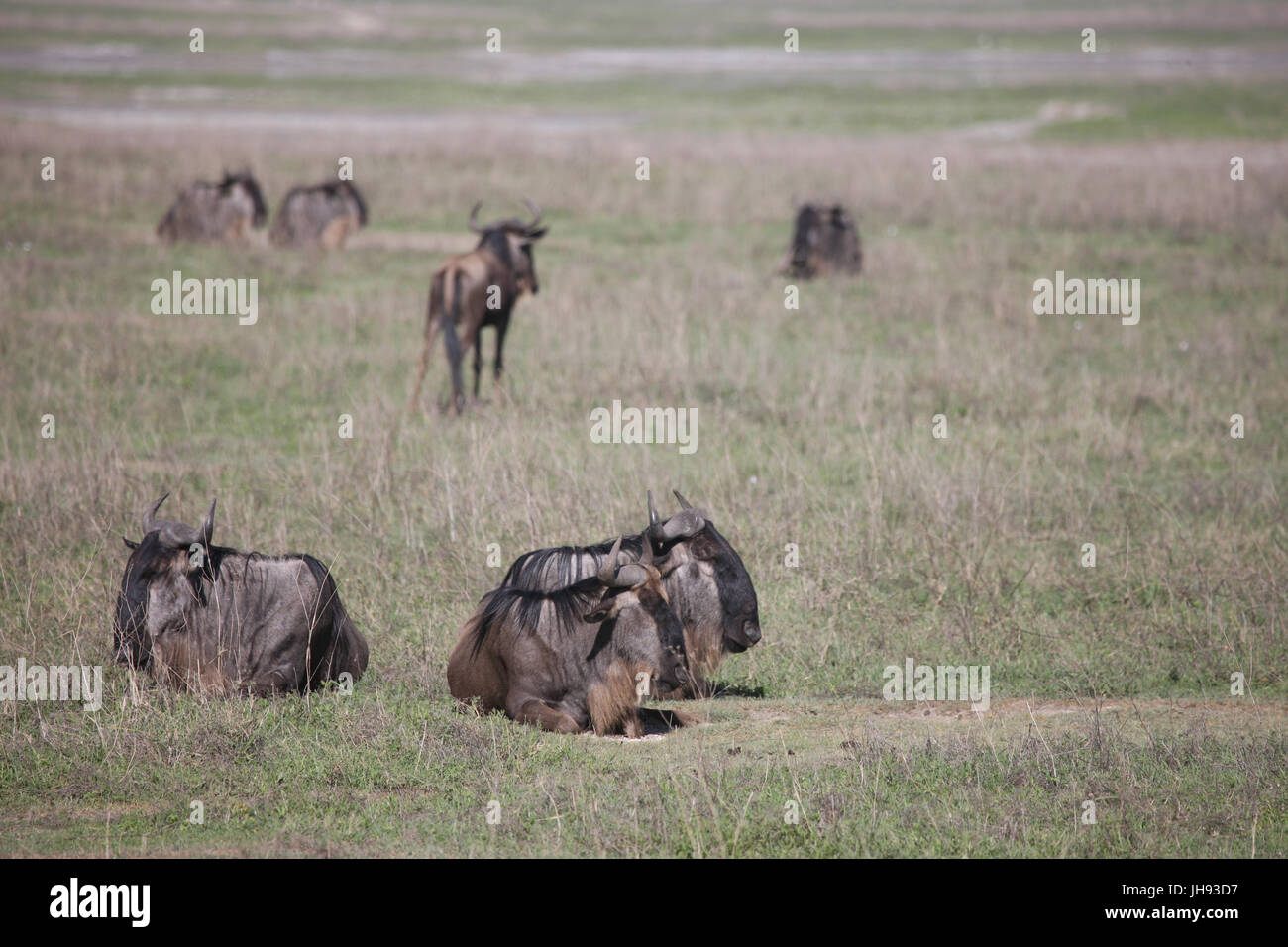 Wildebeest Wild Antelope Gnu in African Botswana savannah Stock Photo ...