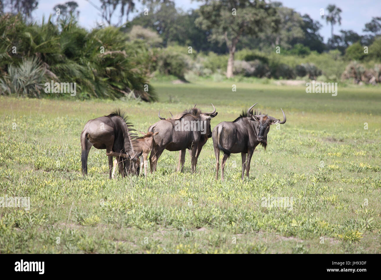 Wildebeest Wild Antelope Gnu in African Botswana savannah Stock Photo ...