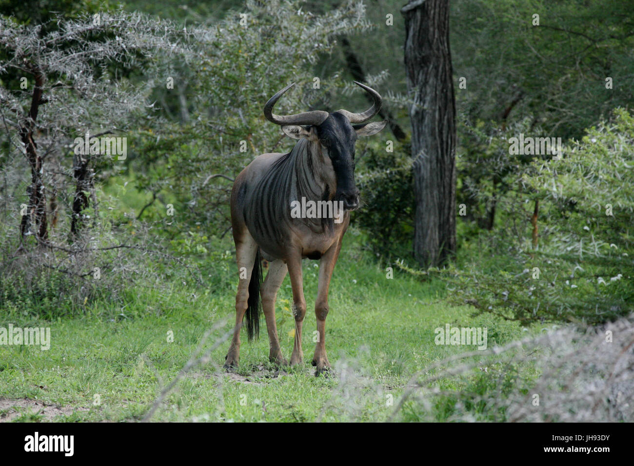 Wildebeest Wild Antelope Gnu in African Botswana savannah Stock Photo ...