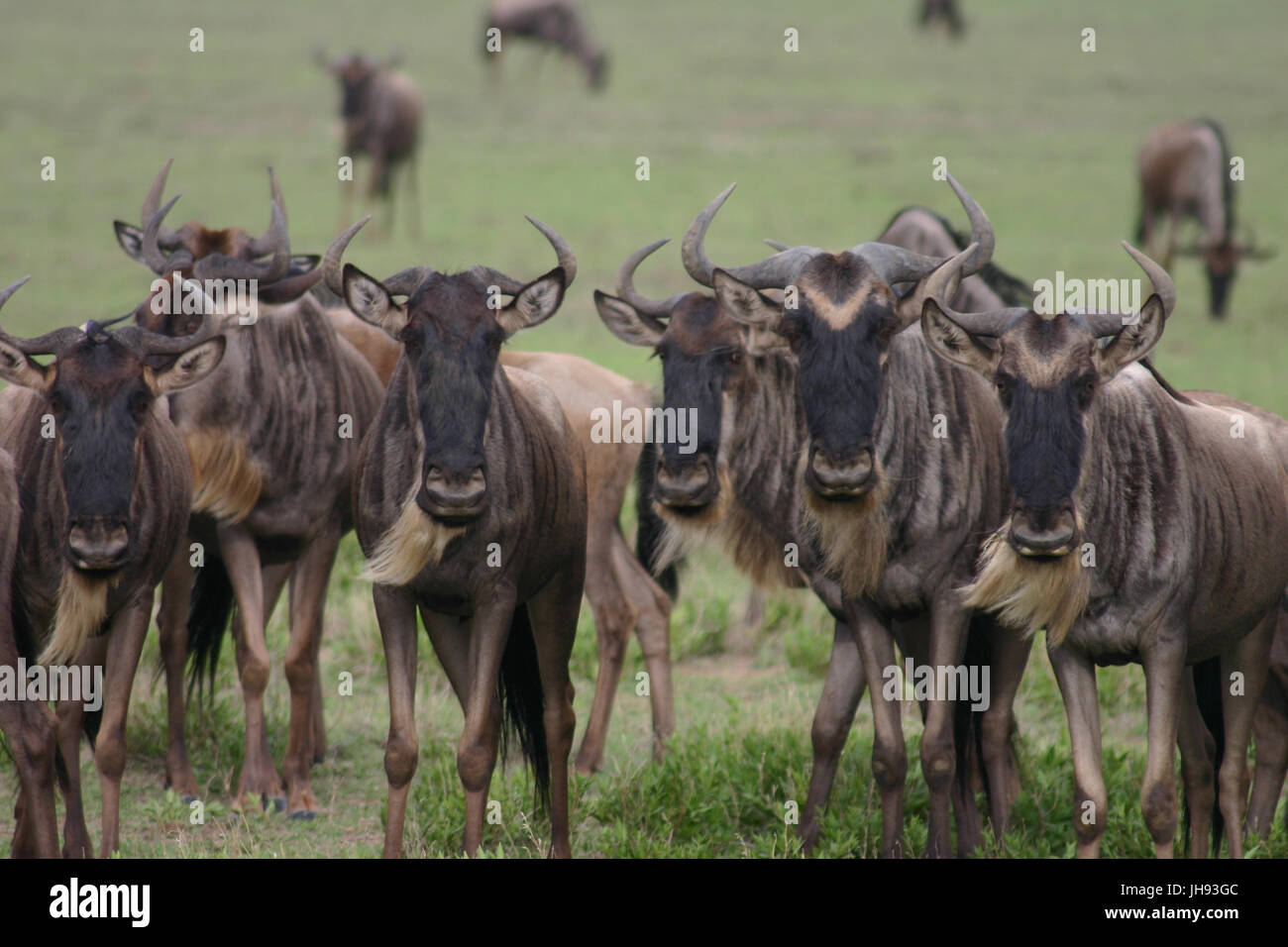 Wildebeest Wild Antelope Gnu in African Botswana savannah Stock Photo ...