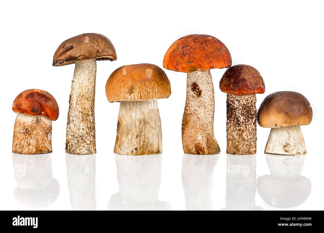 Orange-cap Boletus and porcini mushroom on a white background Stock ...
