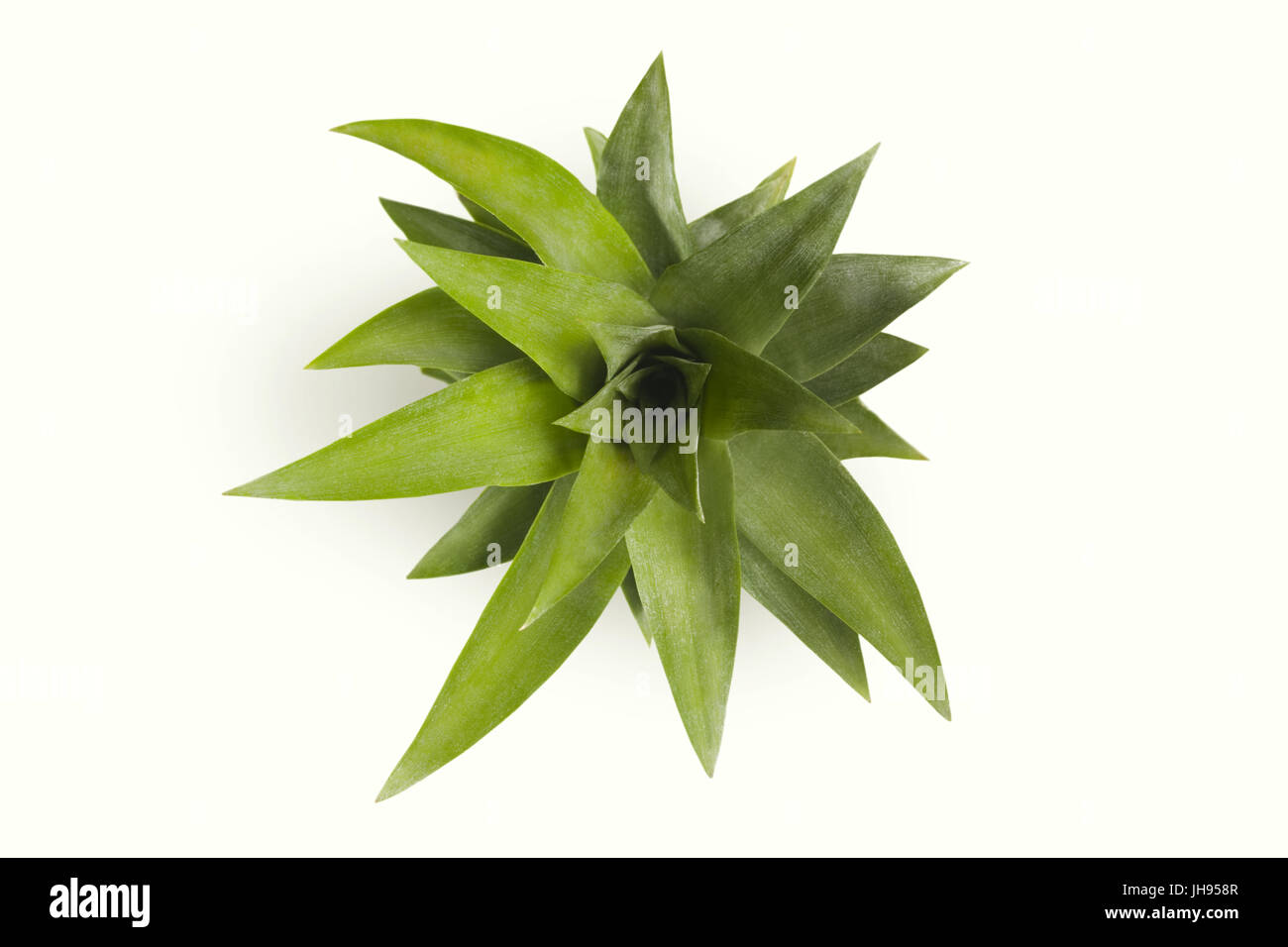 Pineapple Leaves High Resolution Stock Photography and Images - Alamy