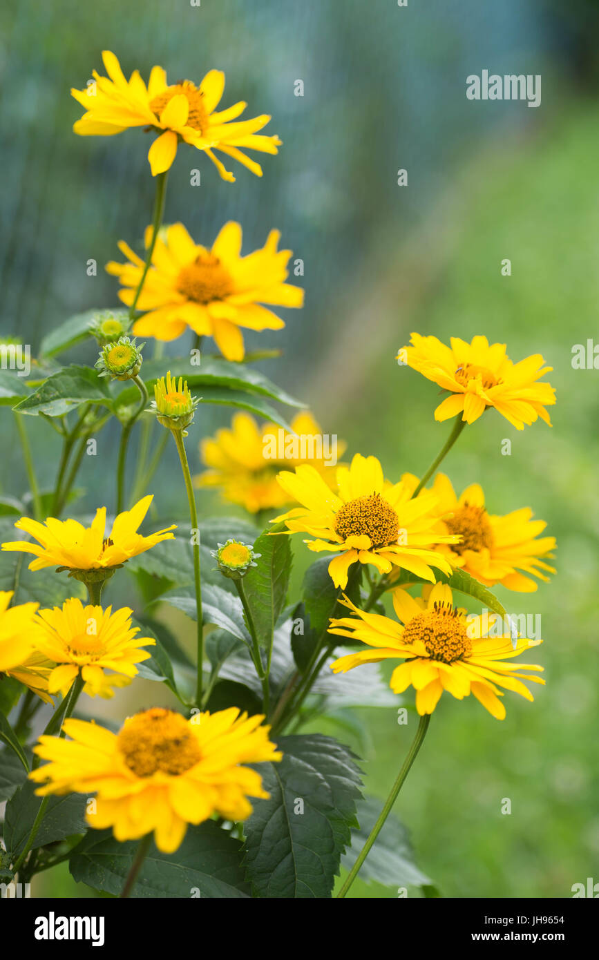 Topinambur field hi-res stock photography and images - Alamy