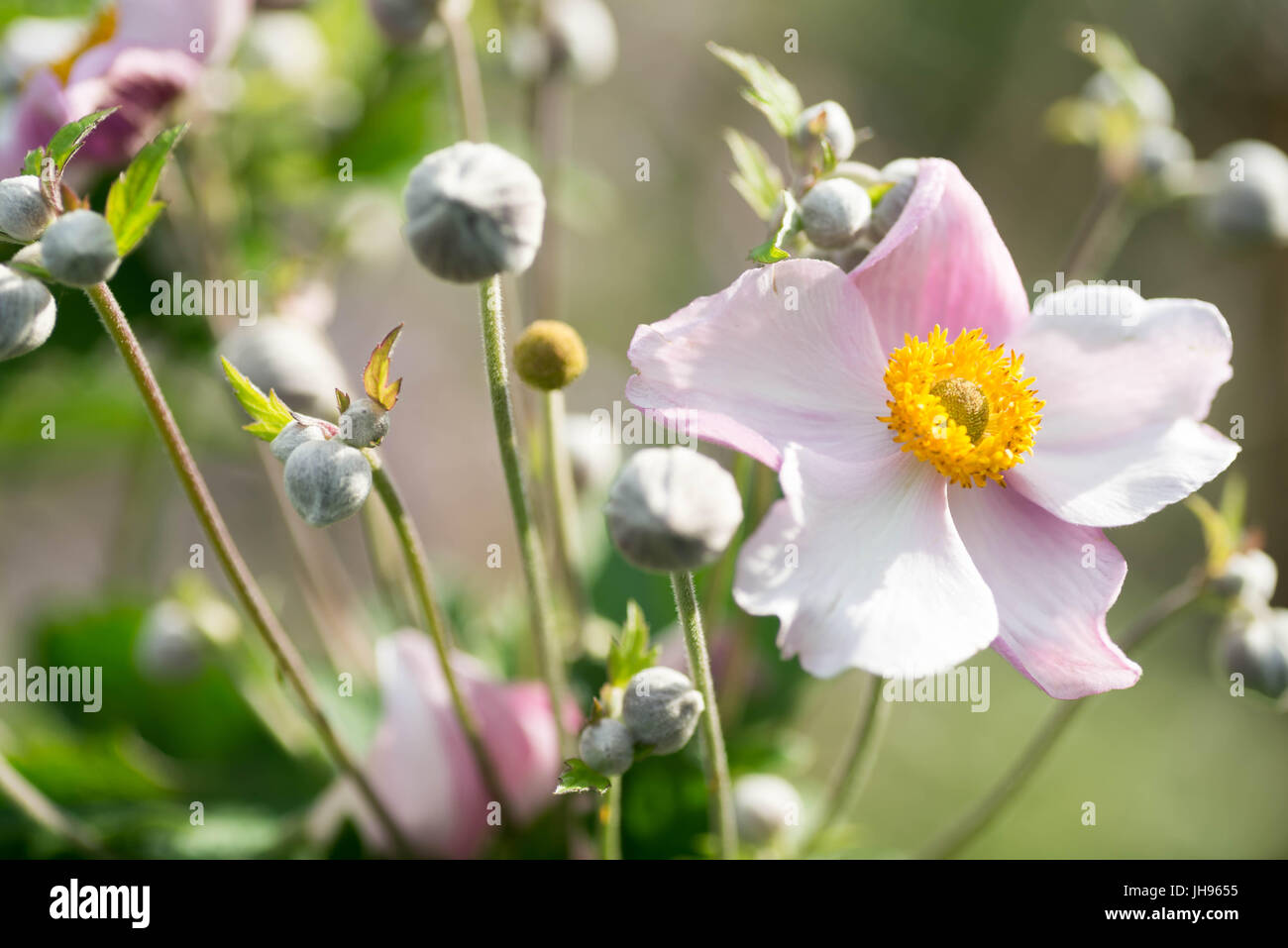 pink garden flower selective focus Stock Photo - Alamy