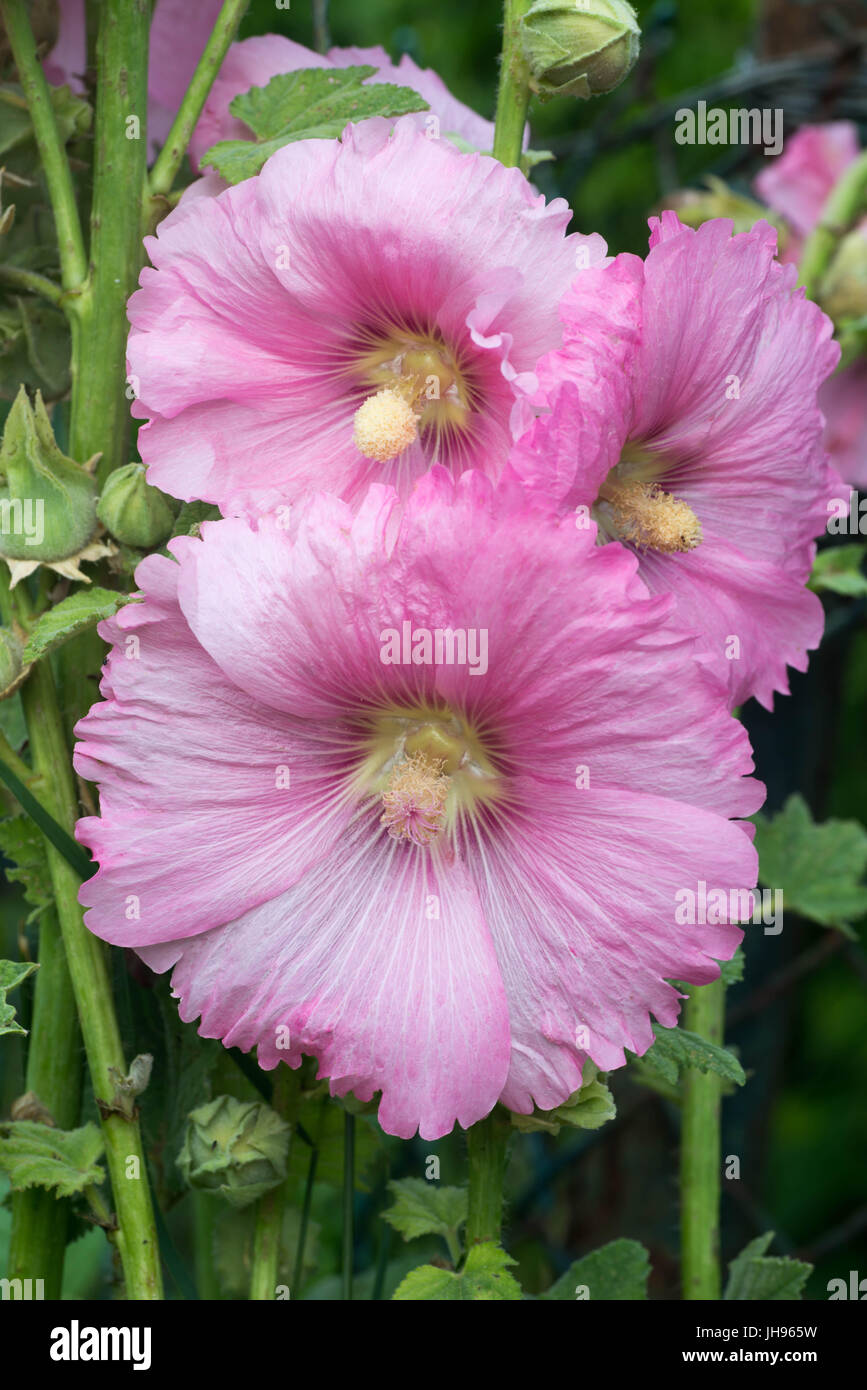 pink mallow flowers macro Stock Photo - Alamy