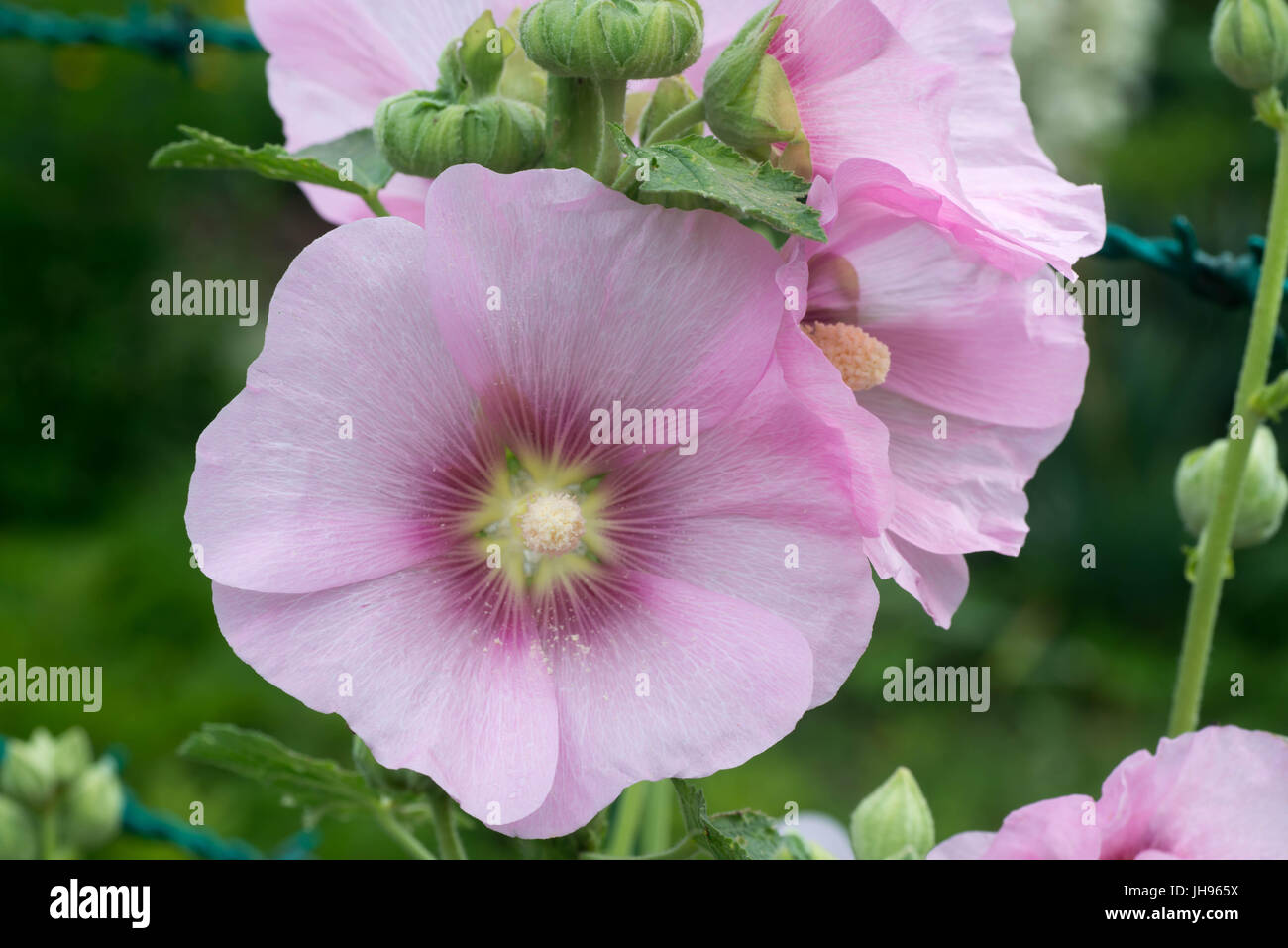 pink mallow flowers macro Stock Photo - Alamy