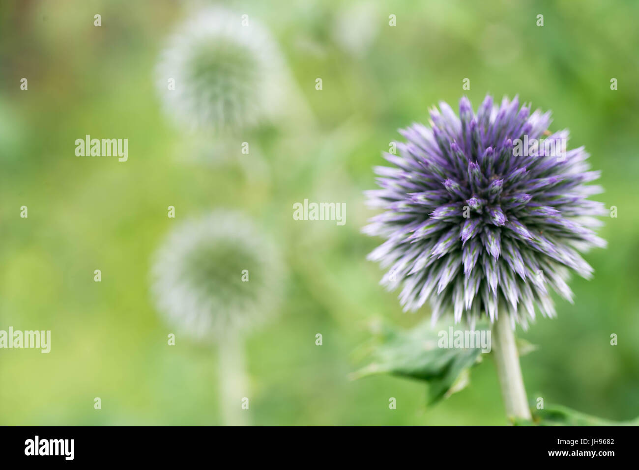 Ball of flower hi-res stock photography and images - Alamy