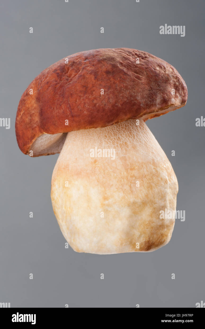 Boletus mushrooms, Porcini Mushroom, Forest, Edible Mushroom Stock ...