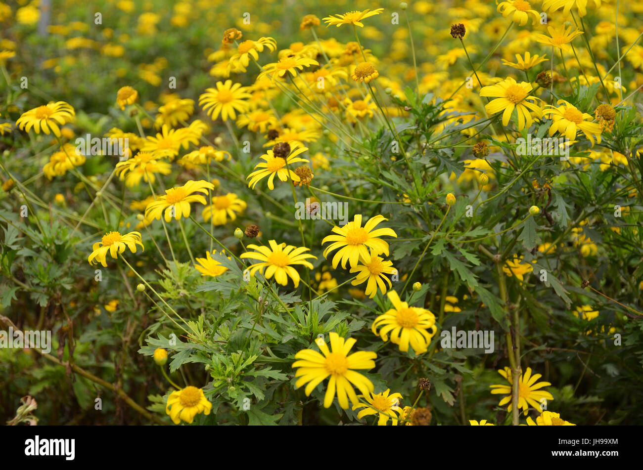 Coreopsis verticillata is species of tickseed in the Asteraceae Stock ...