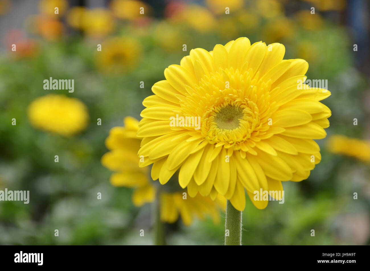 Close up to Gerbera flower in a garden Stock Photo - Alamy