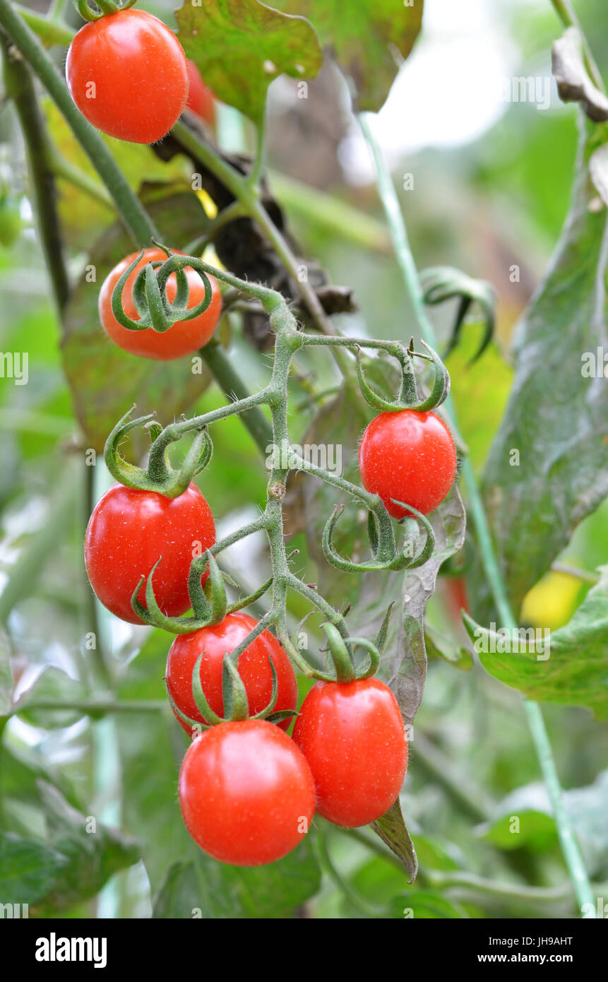 Fresh red tomatoes ripening in the greenhouse Stock Photo - Alamy