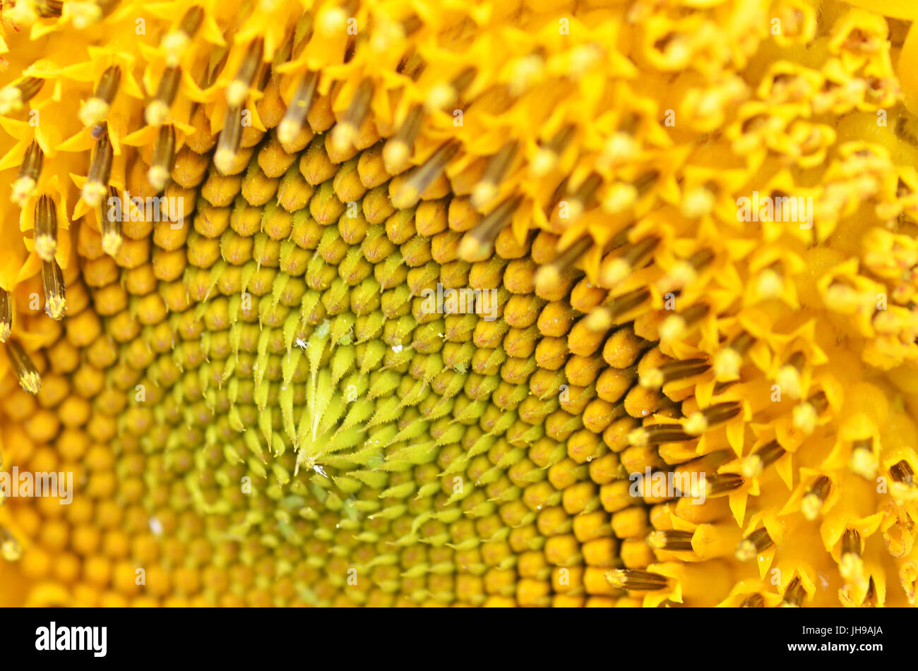 Close up of Sunflower in natural background Stock Photo - Alamy