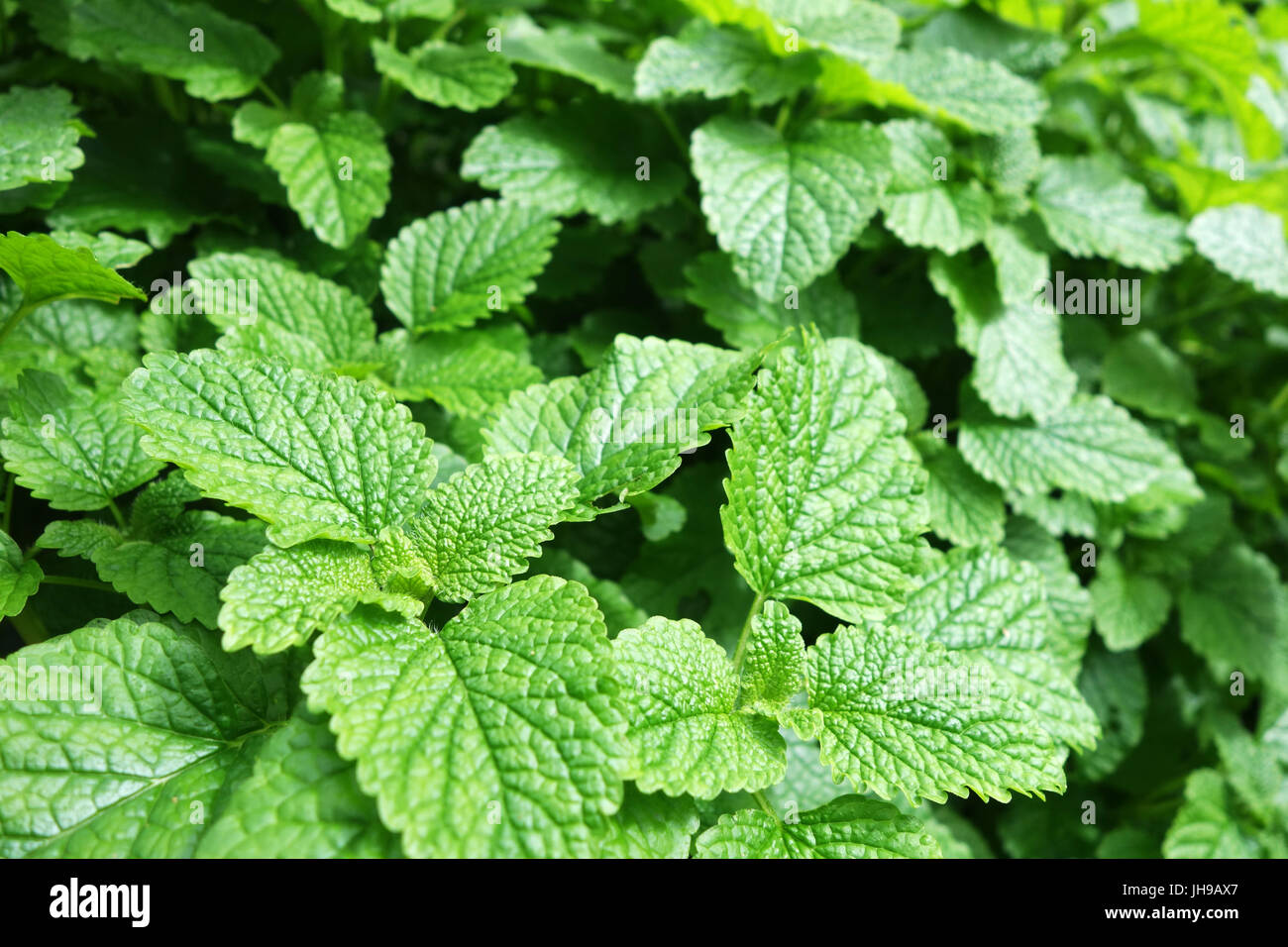 Fresh peppermint plant grown at vegetable garden Stock Photo - Alamy