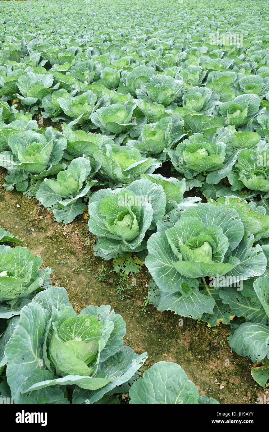 Rows of grown cabbages in Cameron Highland Malaysia Stock Photo - Alamy
