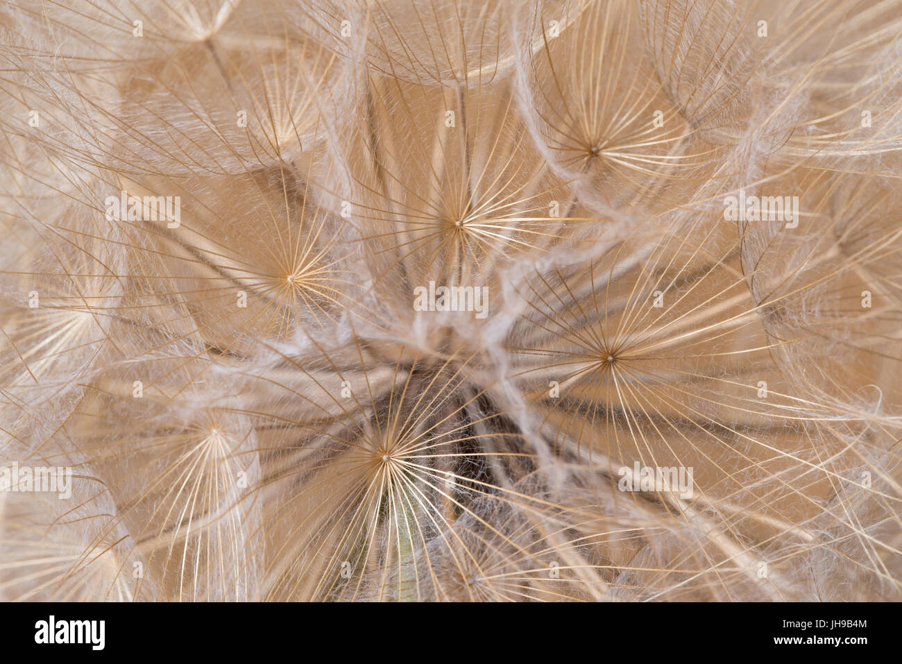 Yellow salsify flower seeds, close-up Stock Photo - Alamy