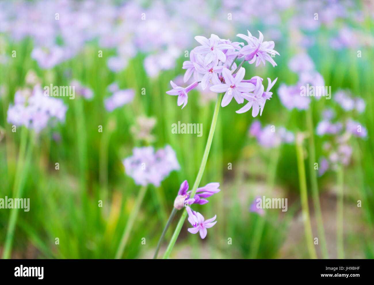 purple flower field in Paphos, Cyprus Stock Photo - Alamy